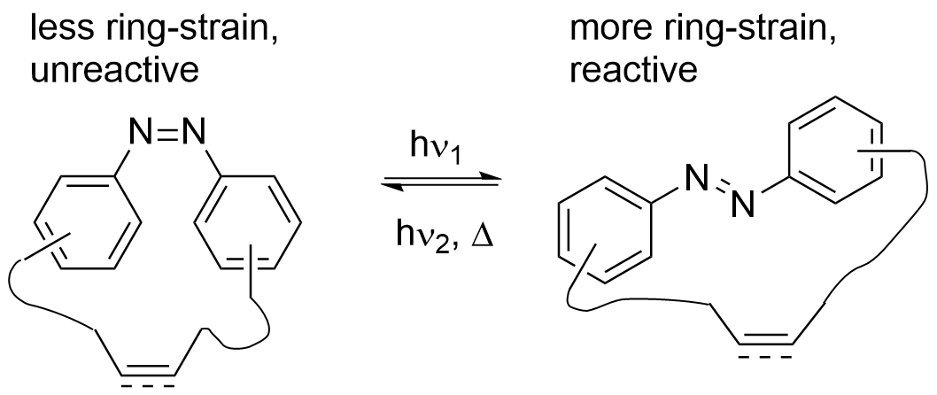 Research | Kienzler Research Group